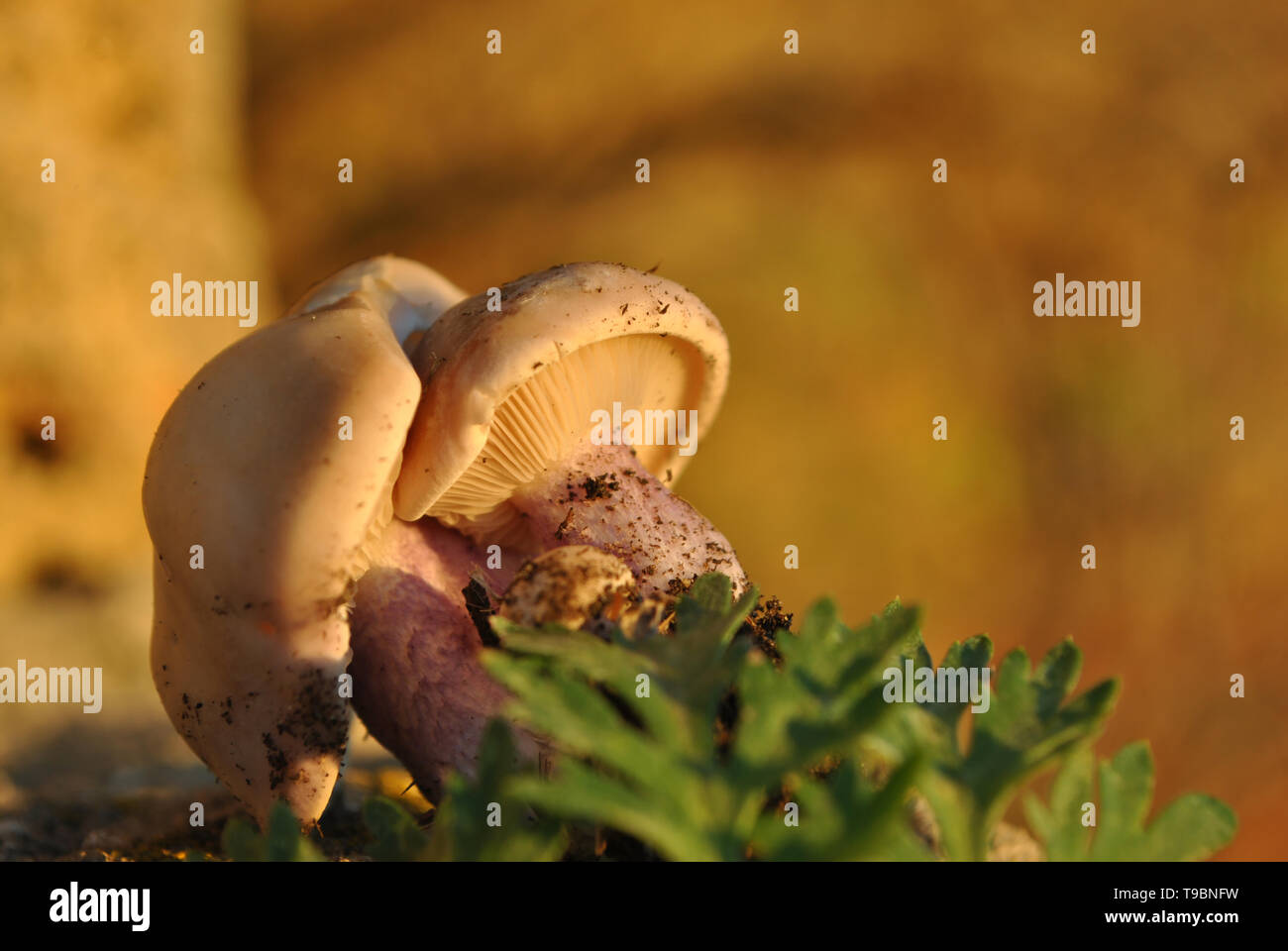 Wood blewit (Clitocybe nuda or Lepista nuda) mushrooms, laying picked ...