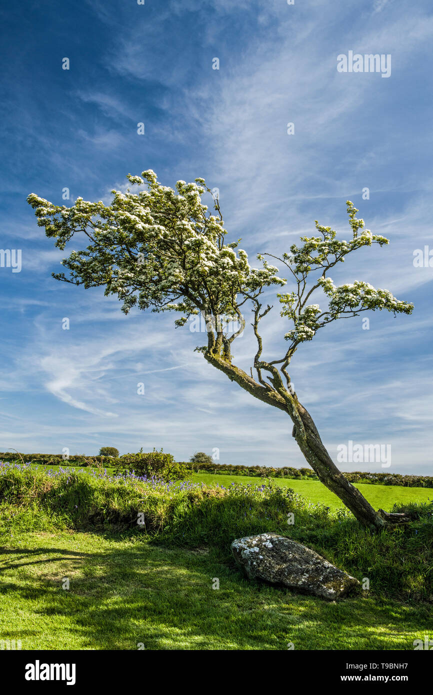 Mountain ash tree flowers hi-res stock photography and images - Alamy