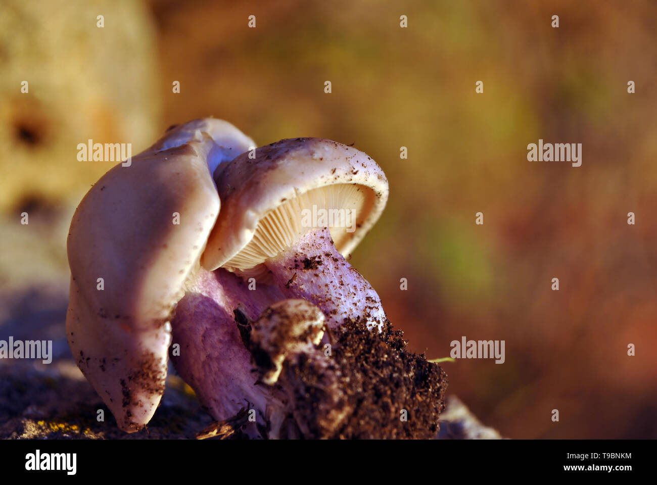 Wood blewit (Clitocybe nuda or Lepista nuda) mushrooms, laying picked ...