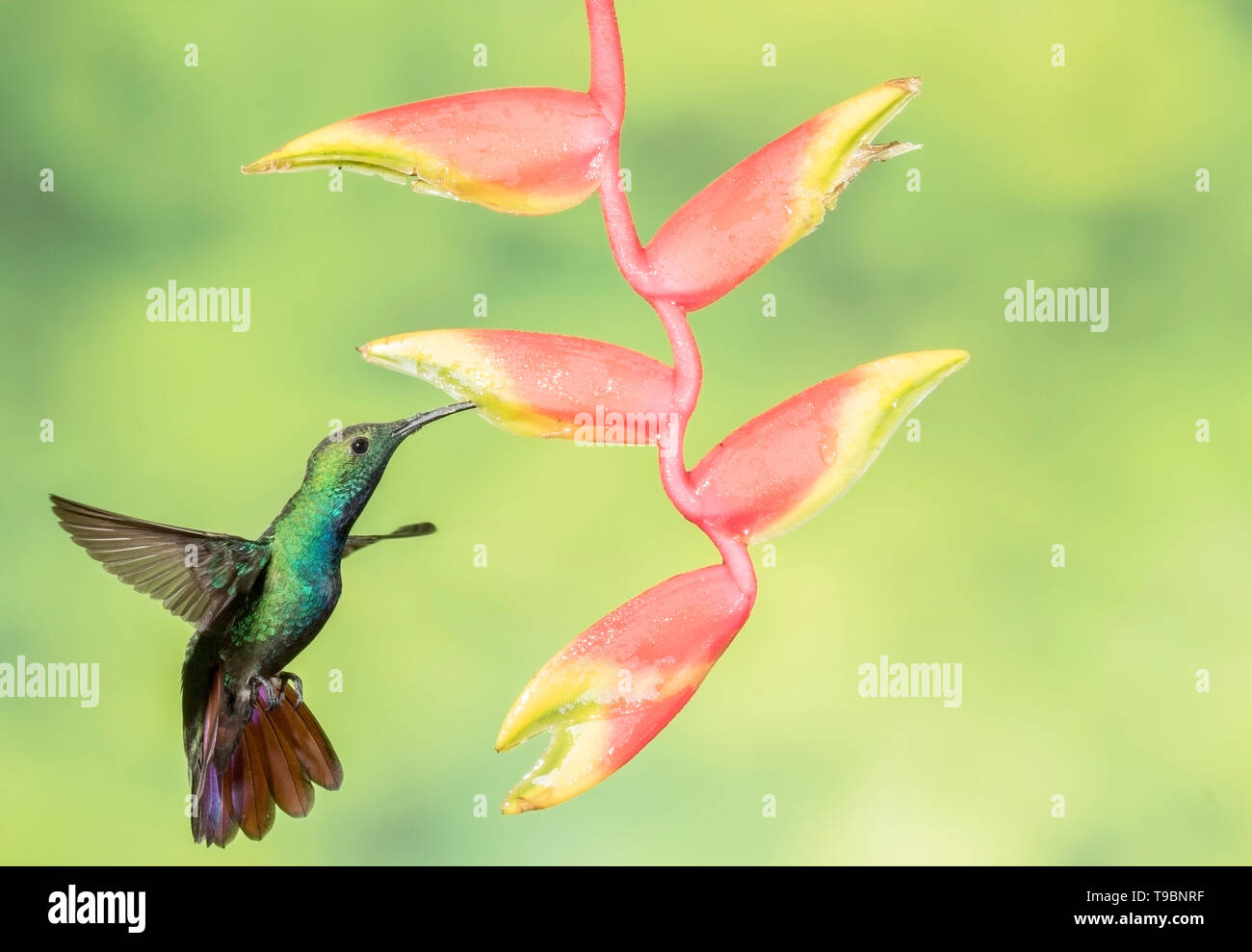 Green-breasted Mango, adult male feeding on tropical flower, Laguna de ...