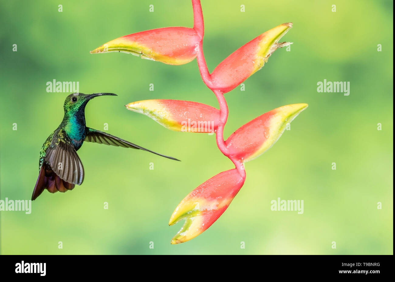 Mango flies hi-res stock photography and images - Alamy