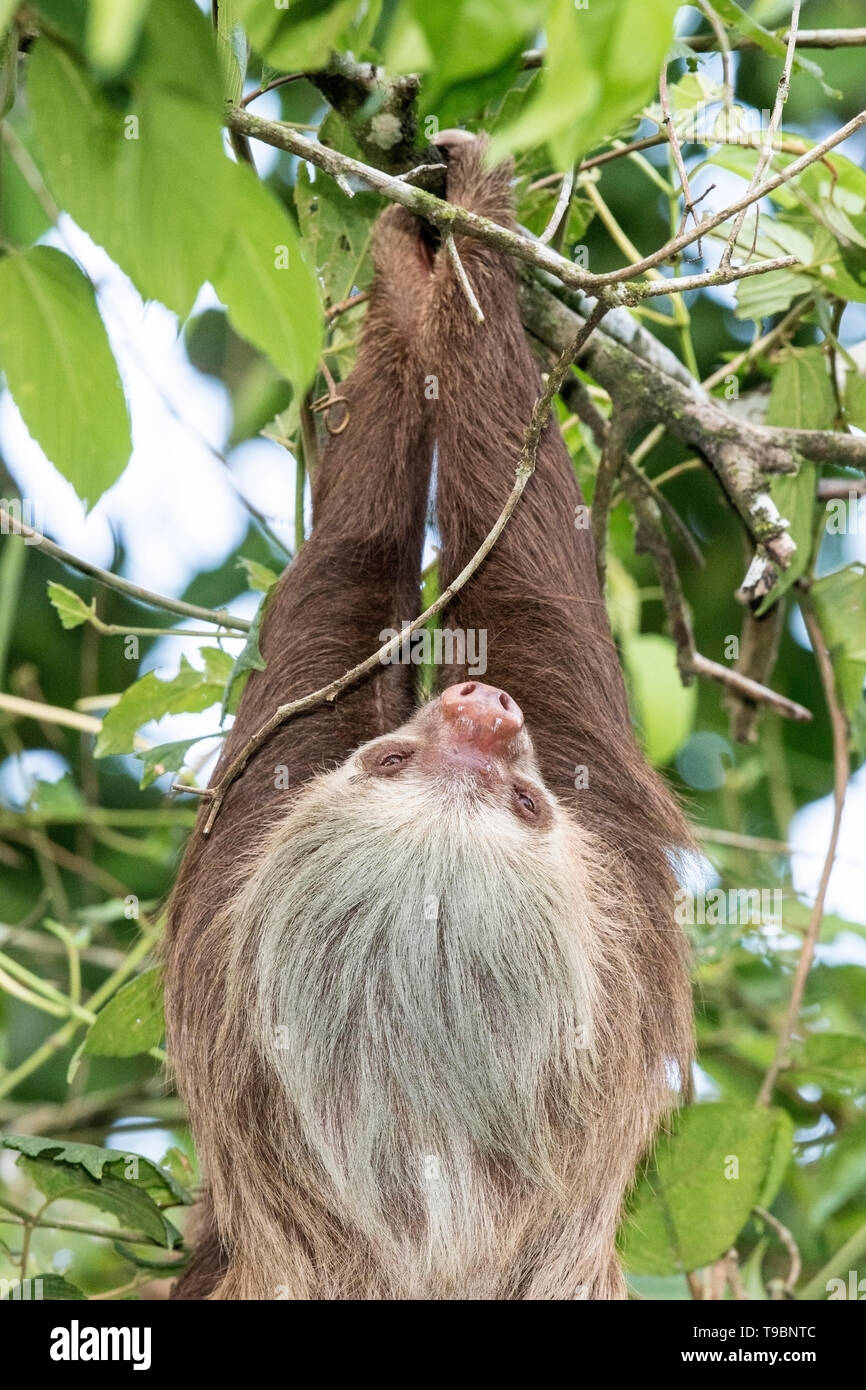 Sloth costa rica claw hi-res stock photography and images - Alamy