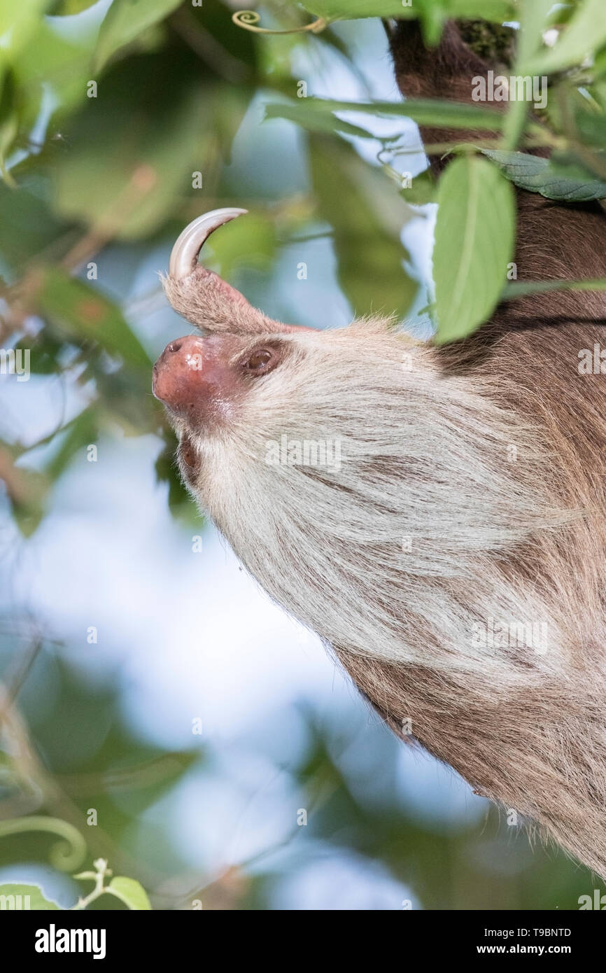 Hoffman's Two-toed Sloth, resting in a tree, La Selva, Costa Rica 26 ...