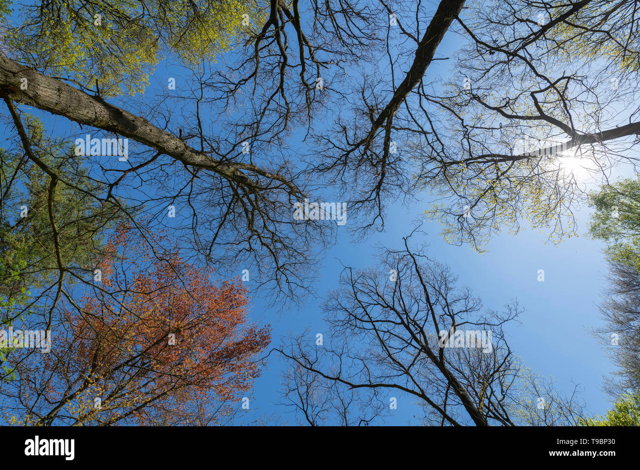 Forest trees in various colors with blue sky and sun in the spring ...