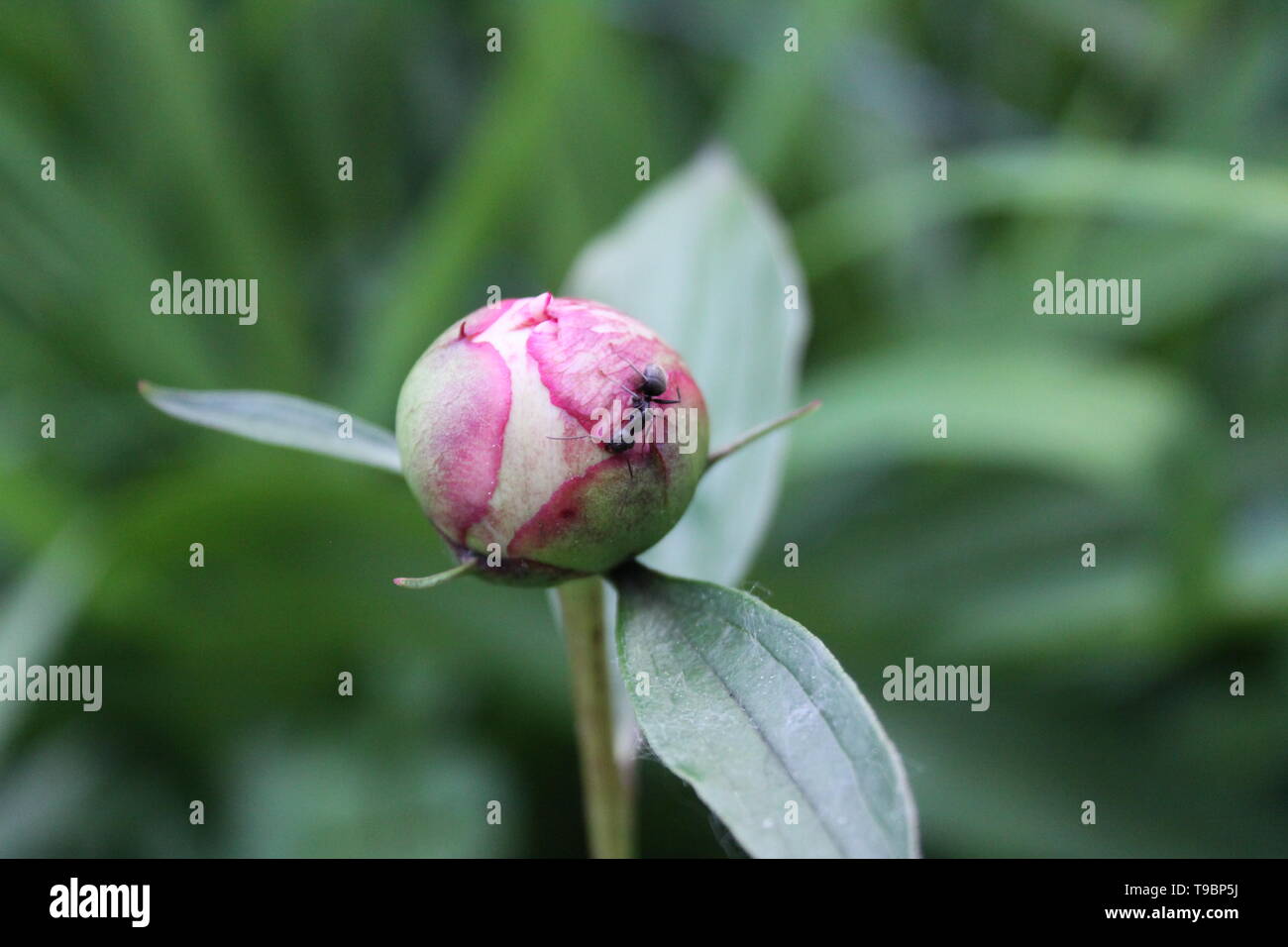 Searching for Food Stock Photo - Alamy