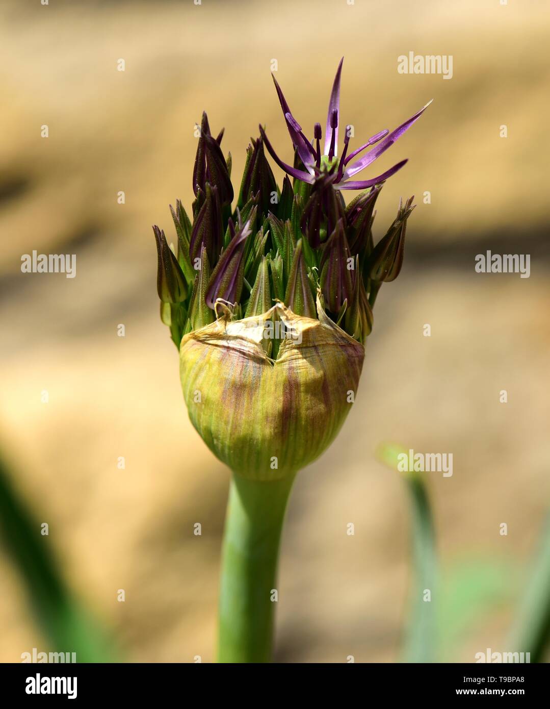 Breaking bud hi-res stock photography and images - Alamy