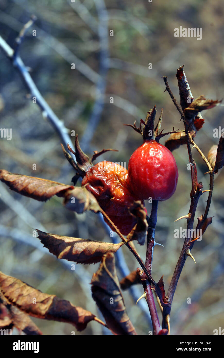 Rotten berries hi-res stock photography and images - Alamy