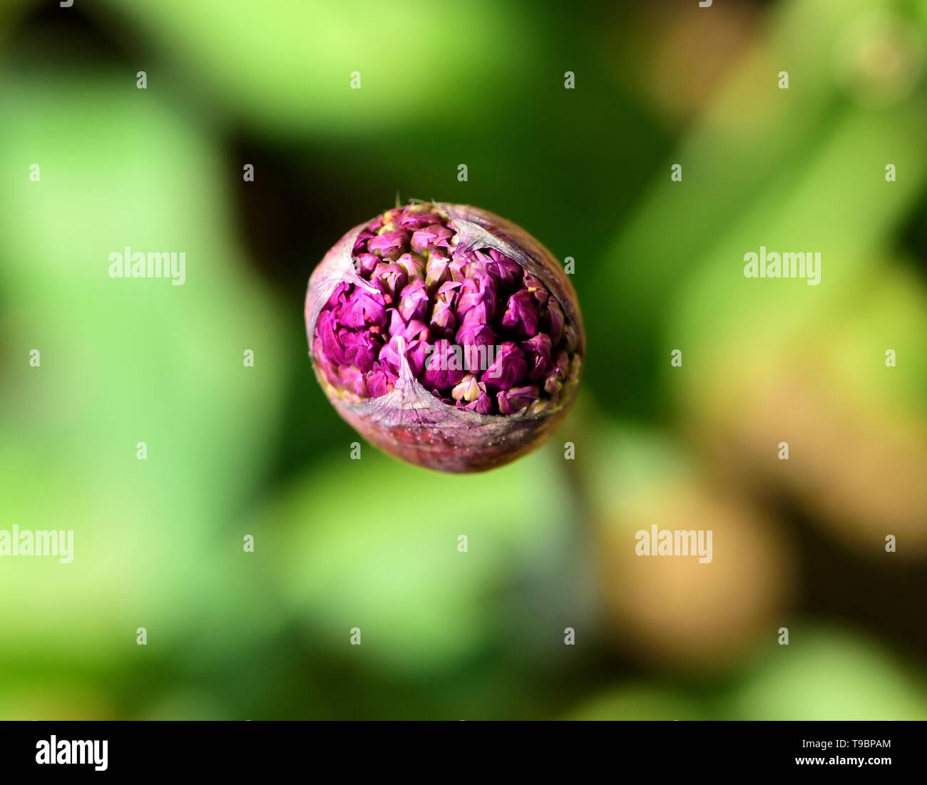 Allium in bud hi-res stock photography and images - Alamy