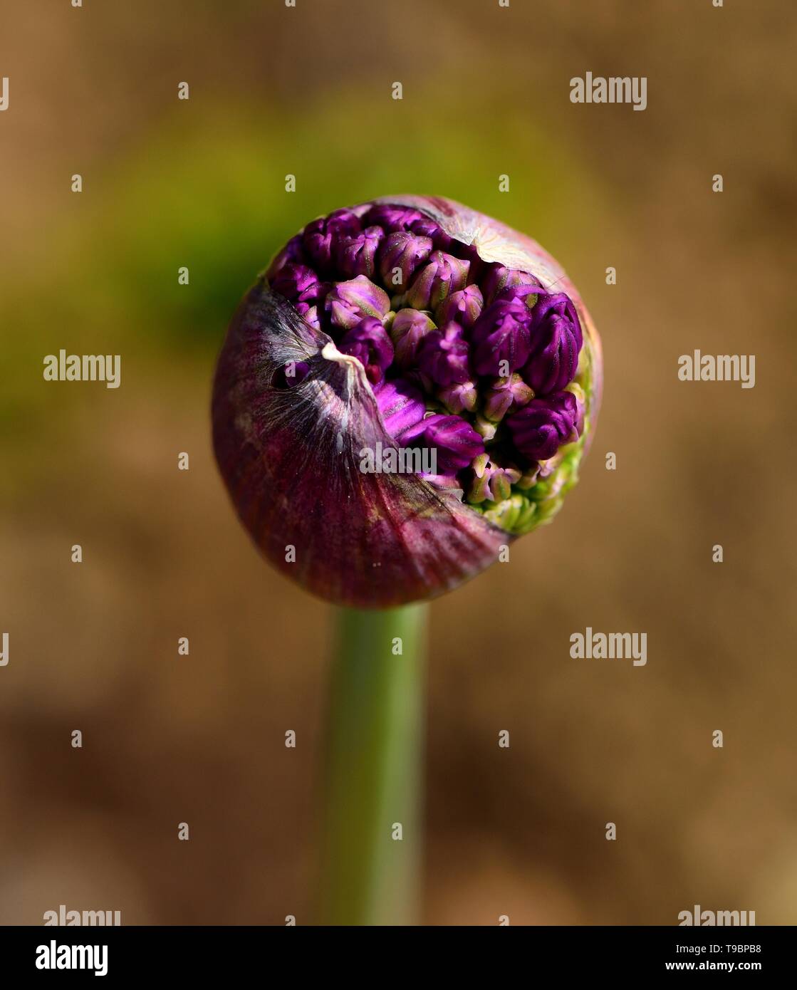 Breaking bud hi-res stock photography and images - Alamy