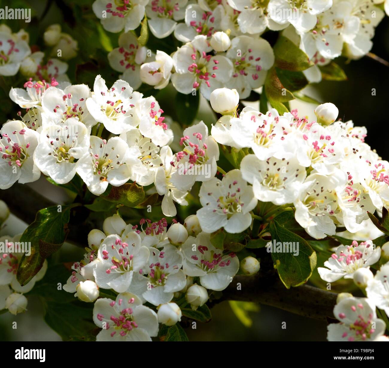 Clusters of buds hi-res stock photography and images - Alamy