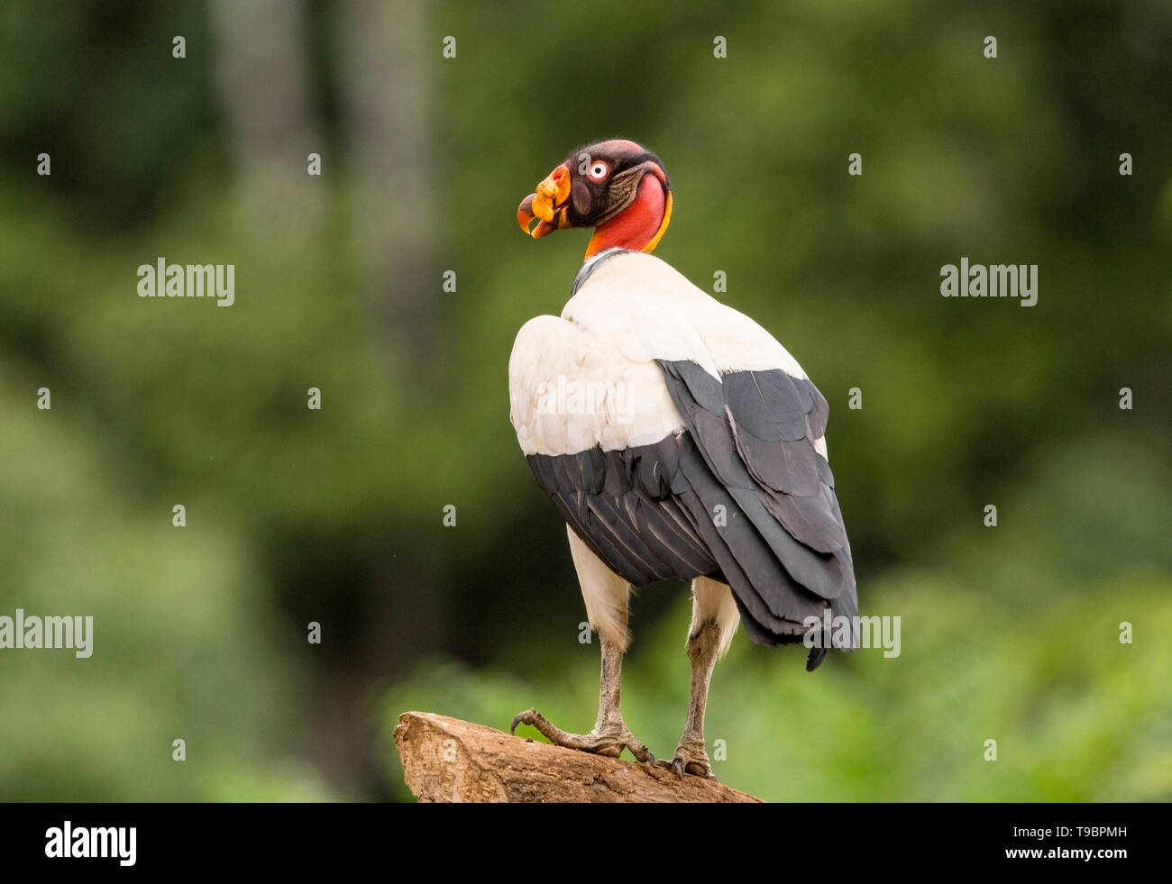 King vultures with offspring hi-res stock photography and images - Alamy