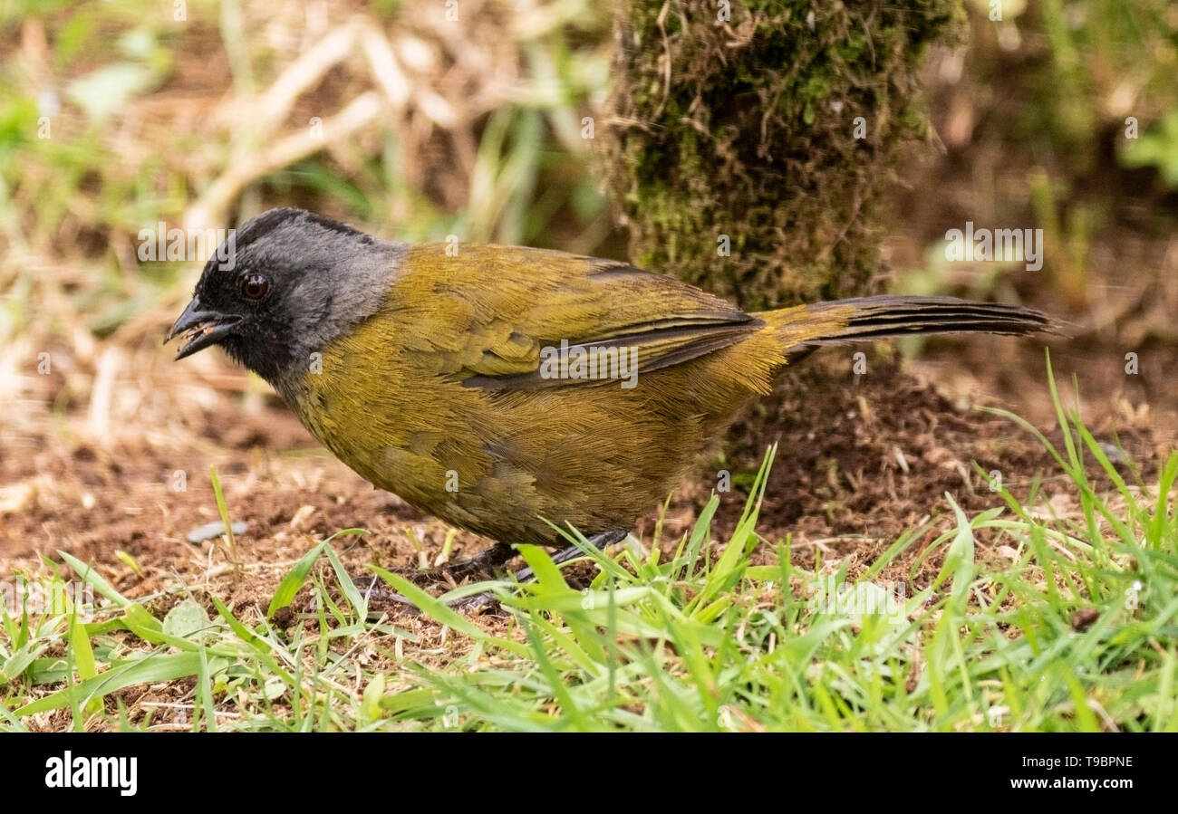 Large-footed Finch, adult feeding on the ground, Paraiso Quetzales ...