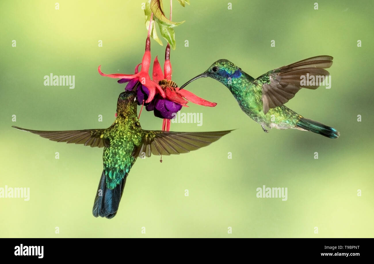 Lesser Violetear, adult male in flight, Laguna de Lagarto, Costa Rica 4 ...