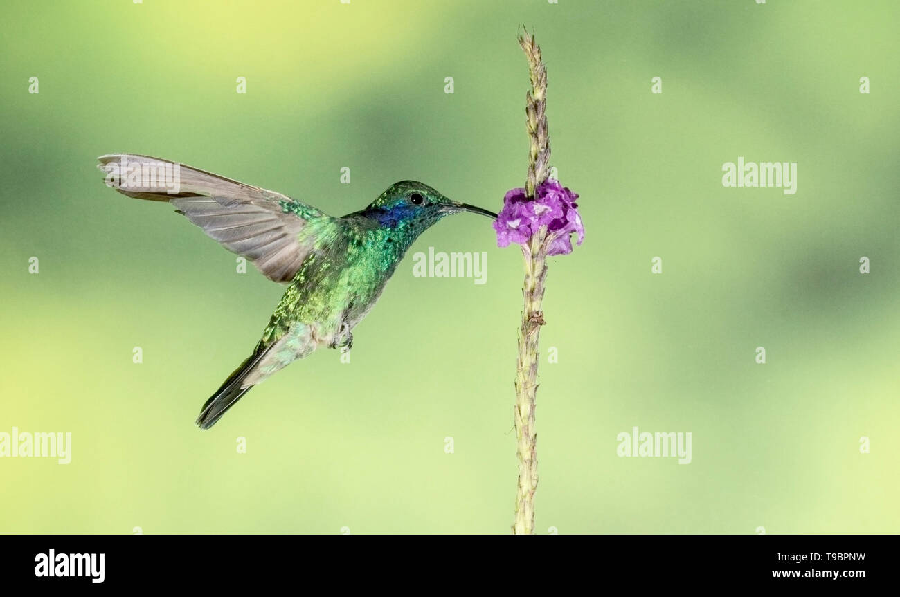Natural History Of The Colibri High Resolution Stock Photography and ...