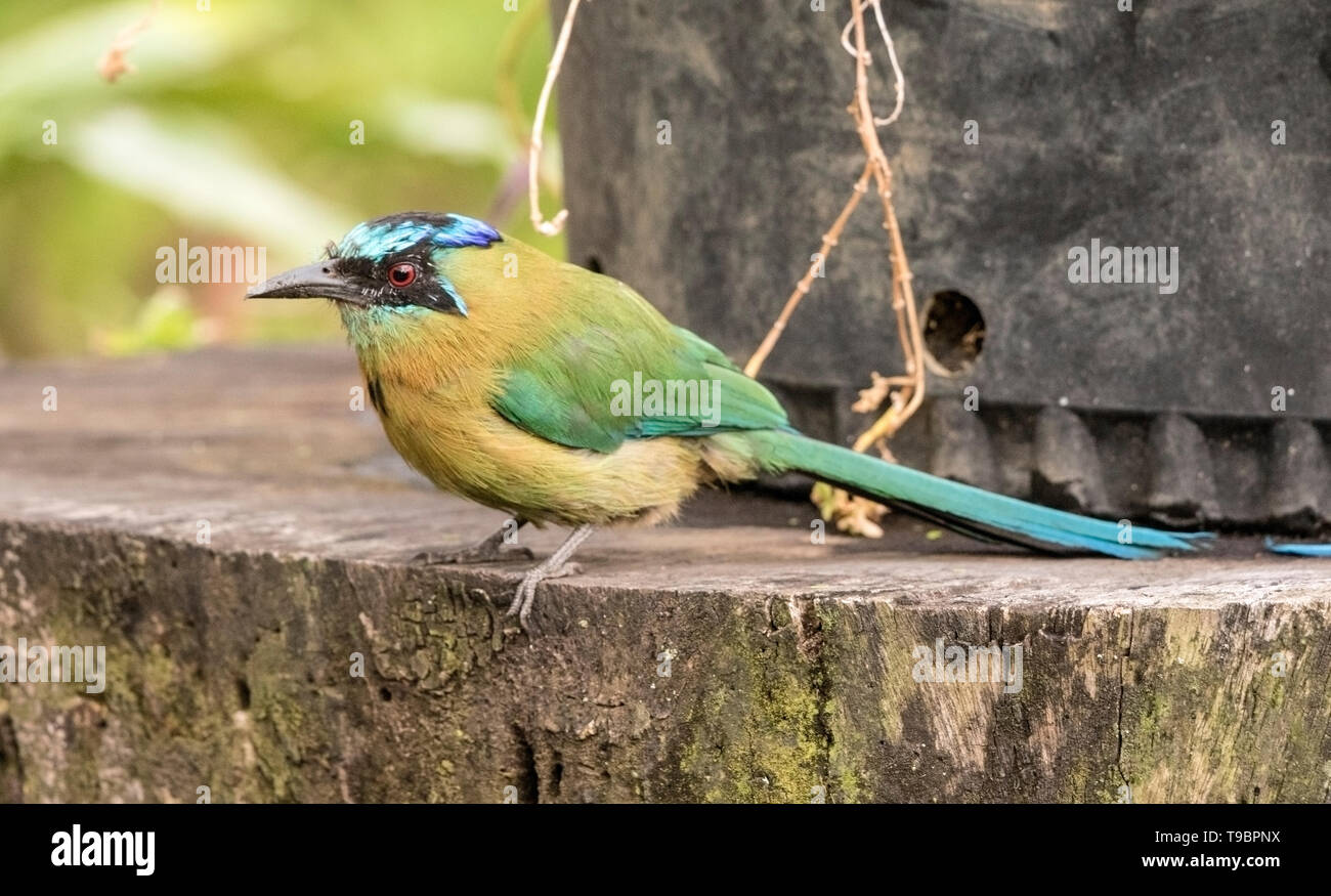 Lessons motmots hi-res stock photography and images - Alamy