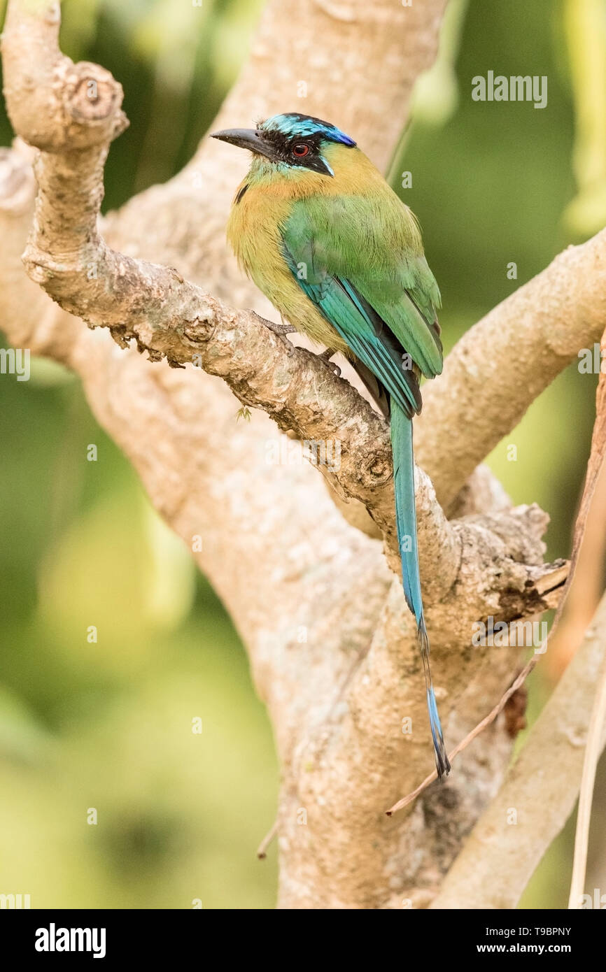 Lesson's Motmot, adult, San Jose, Costa Rica 5 April 2019 Stock Photo ...
