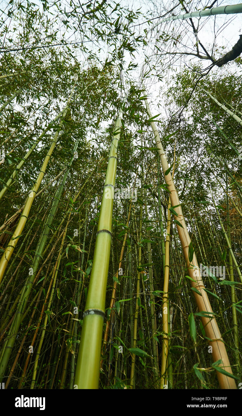 Green bamboo grove in rural Minakami, Gunma, Japan, with plants ...
