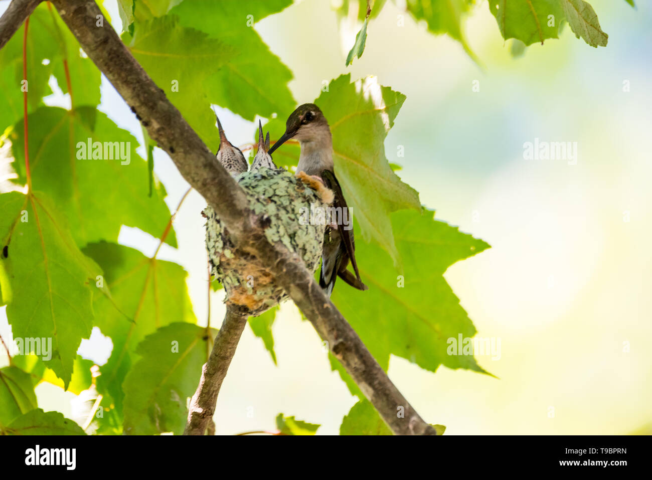 Mother hummingbird feeding two babies in her nest Stock Photo - Alamy