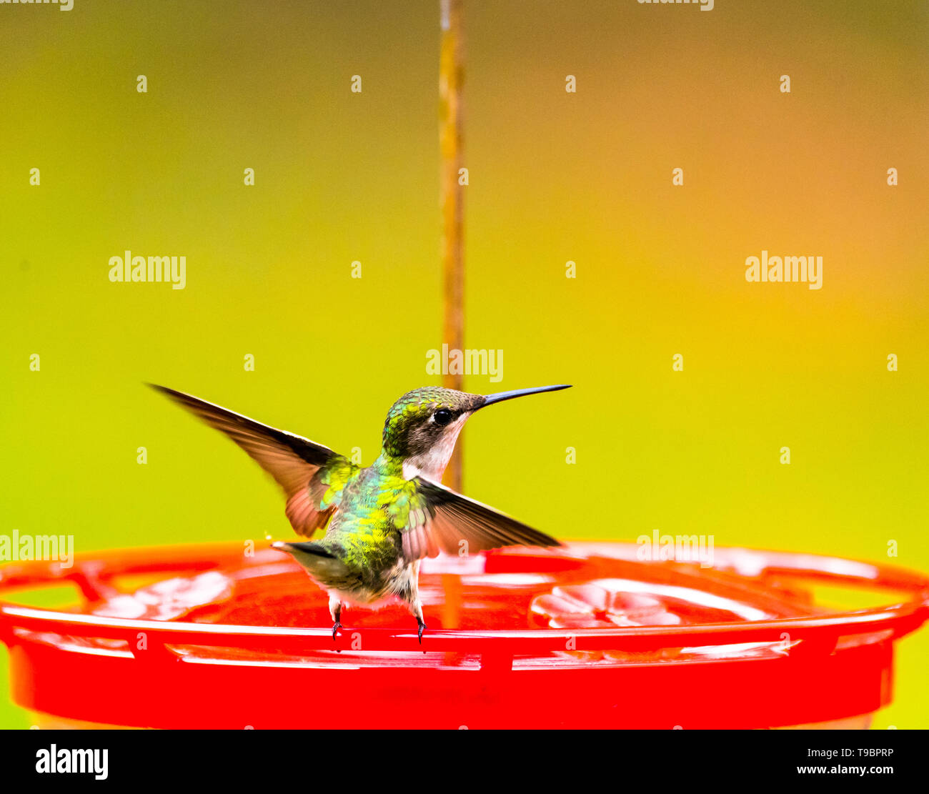 Female Hummingbird captured in a dancer-like pose with her wings ...