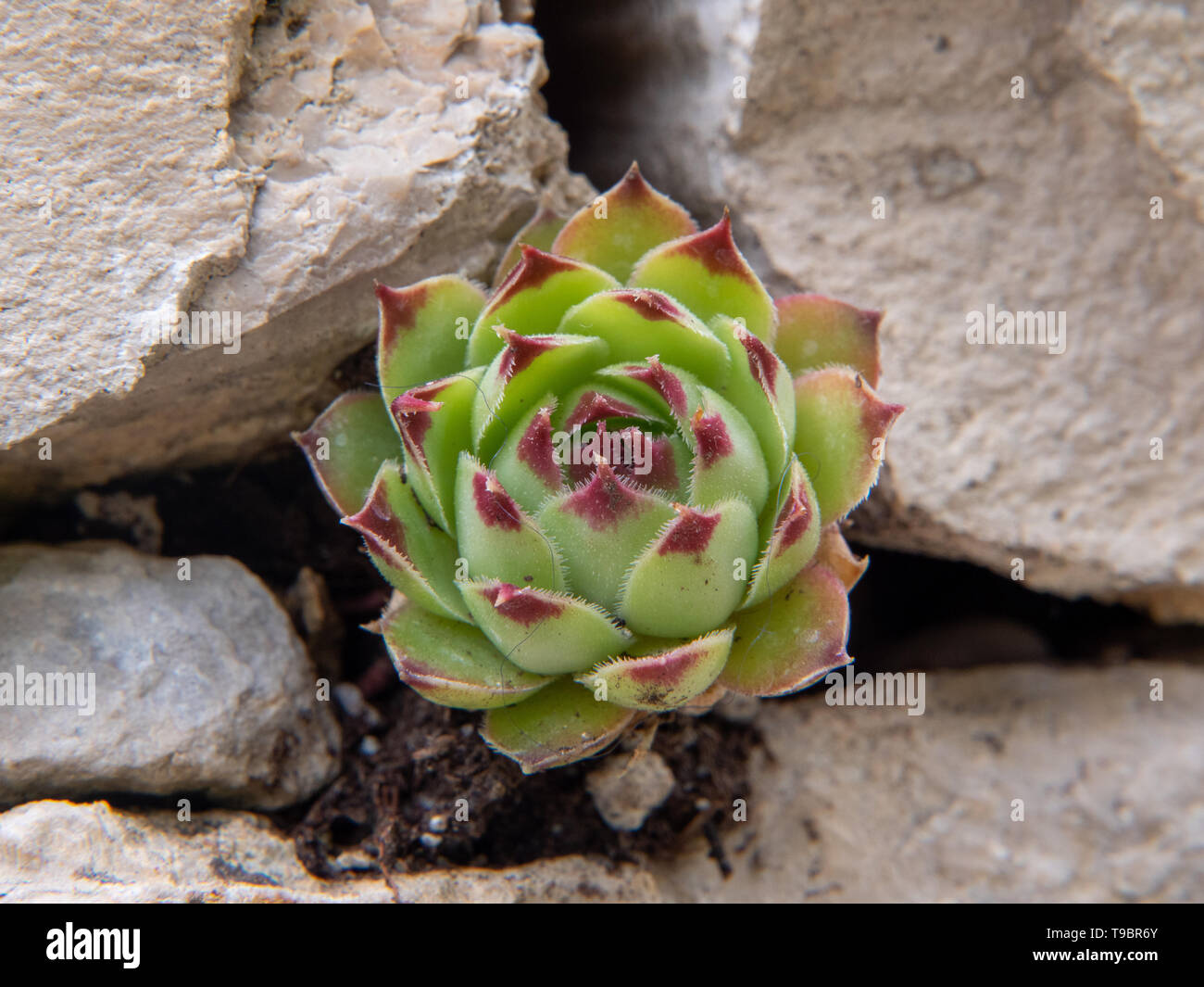amaranth in a stone bed Stock Photo - Alamy