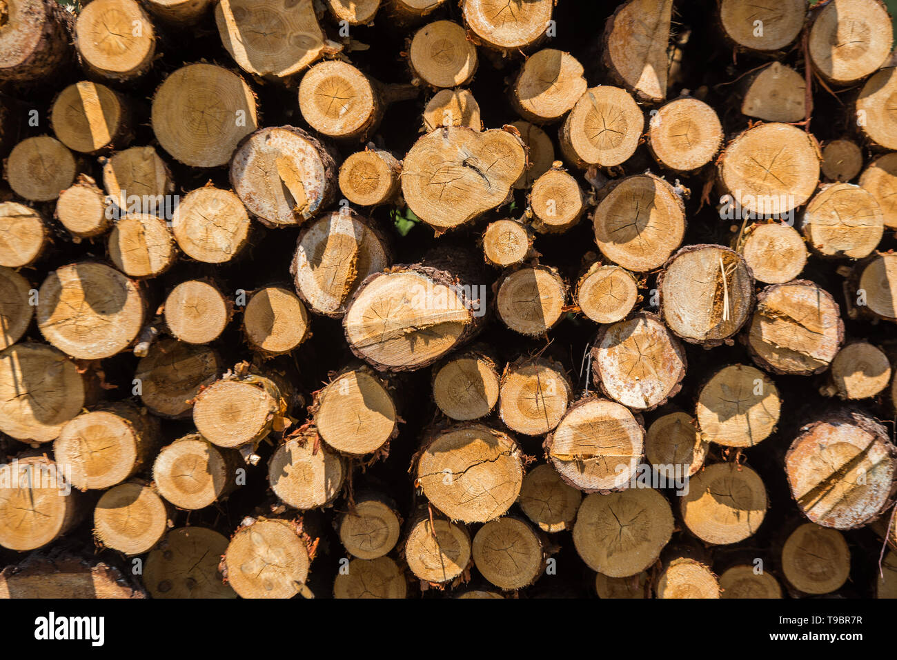 Cross section of pine Logs. Wooden natural cut logs textured background ...