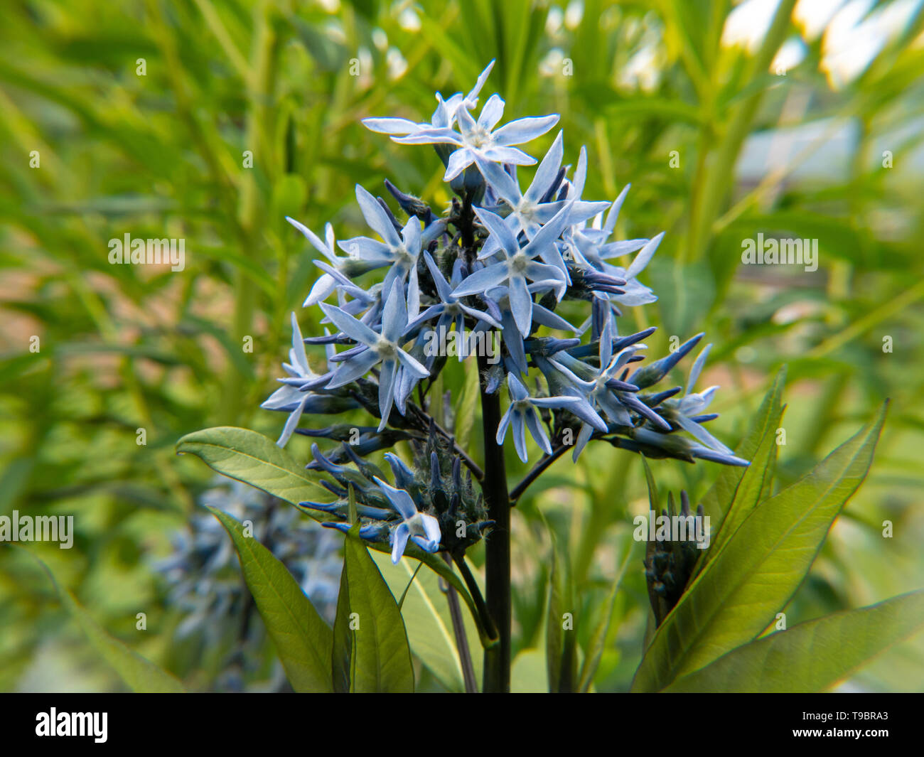 blue flowers in the garden Stock Photo - Alamy