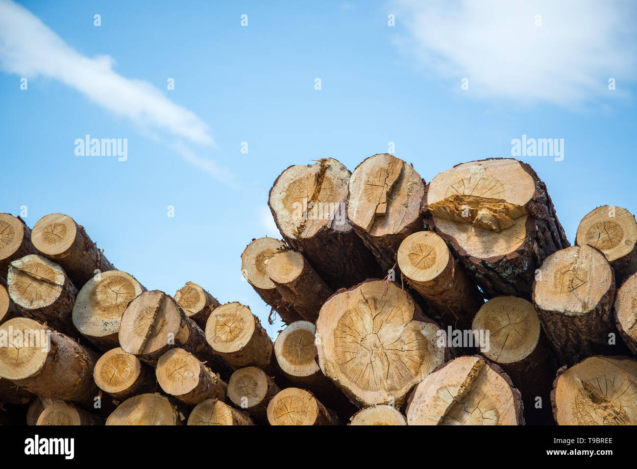 Stacked wood logs against blue sky - lumber or timber industry concept ...