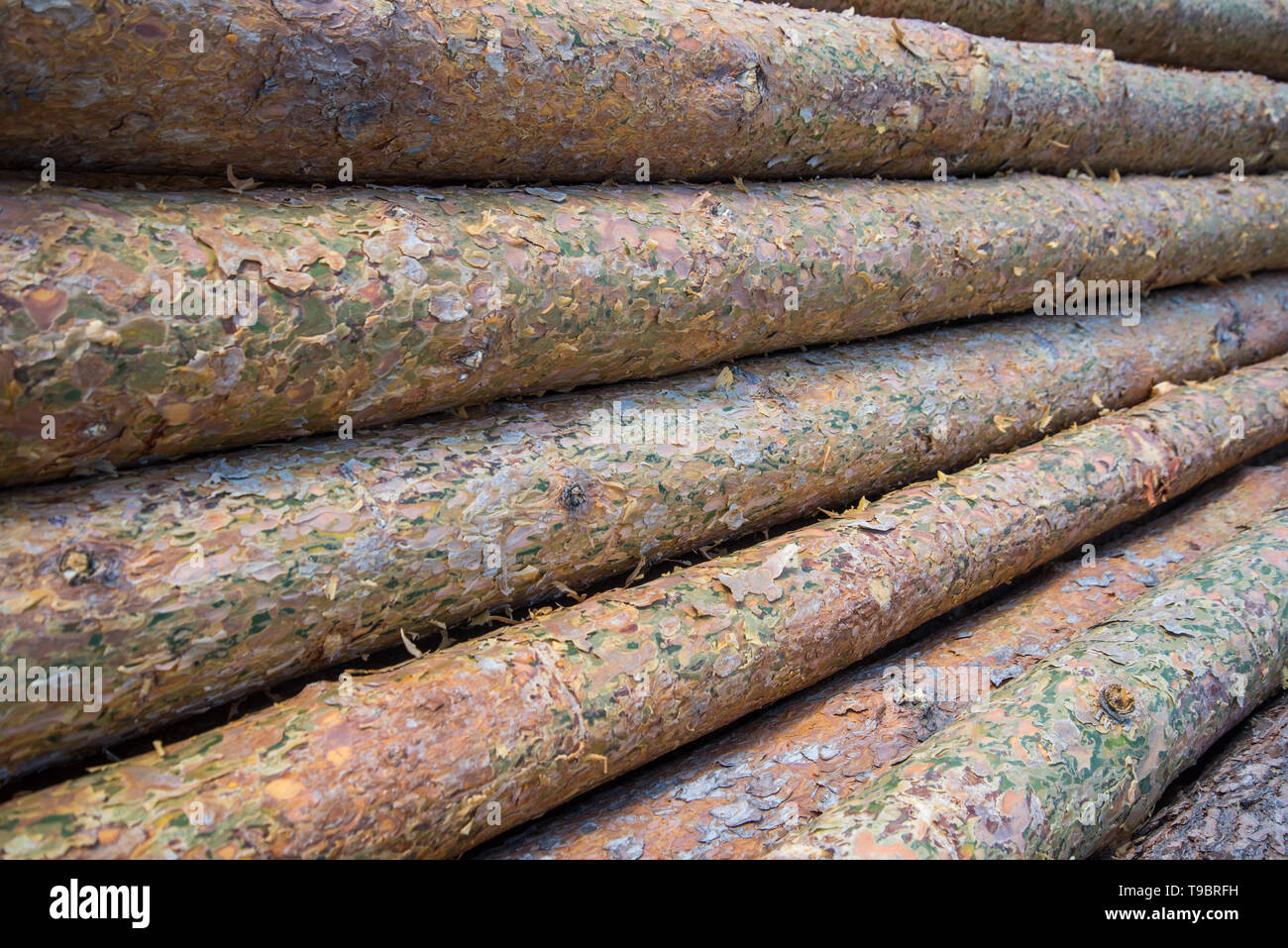 background of pine tree logs fresh cut and stacked Stock Photo - Alamy