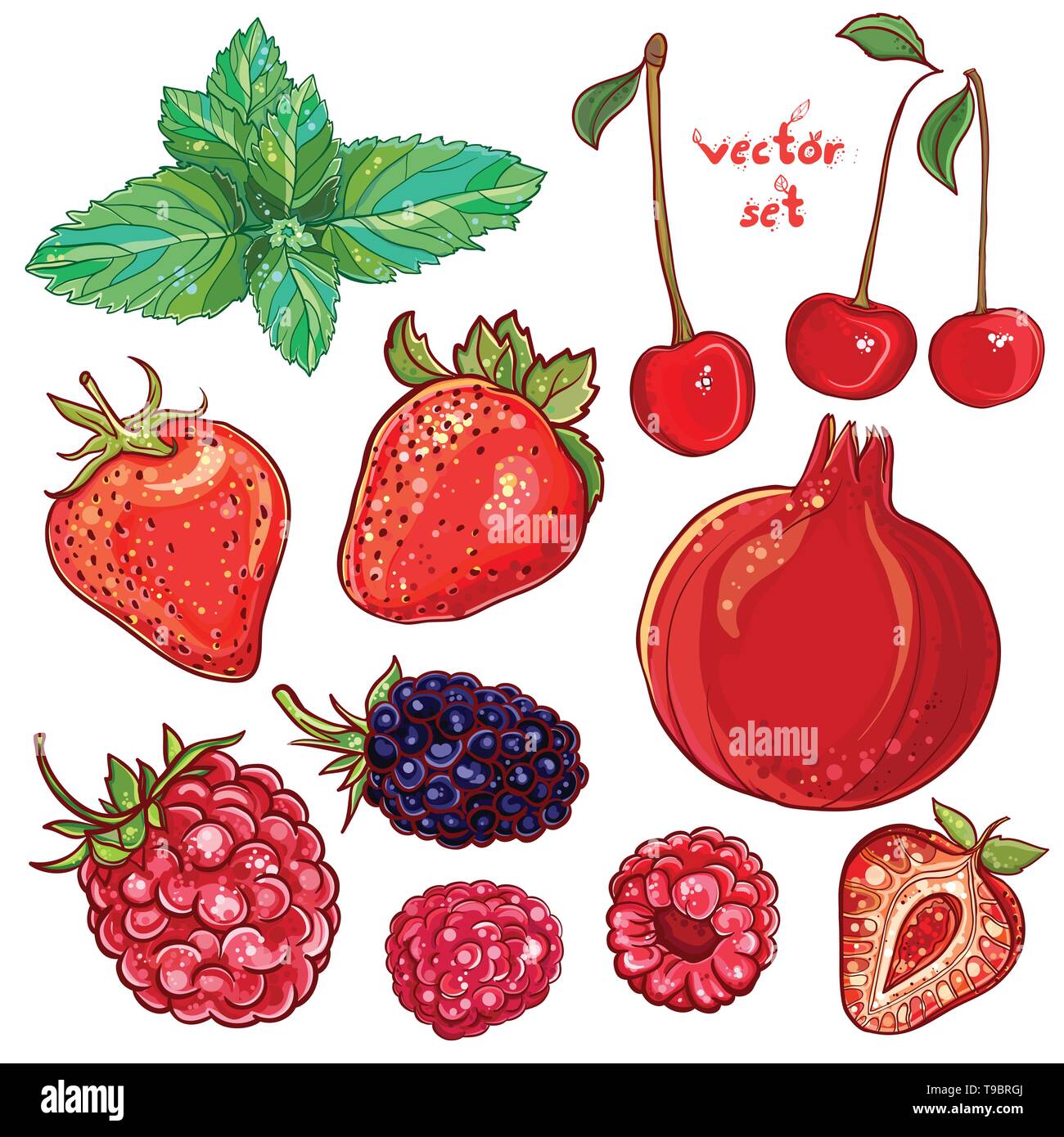 Raspberry and blackberry with mint leaf Stock Vector Images - Alamy