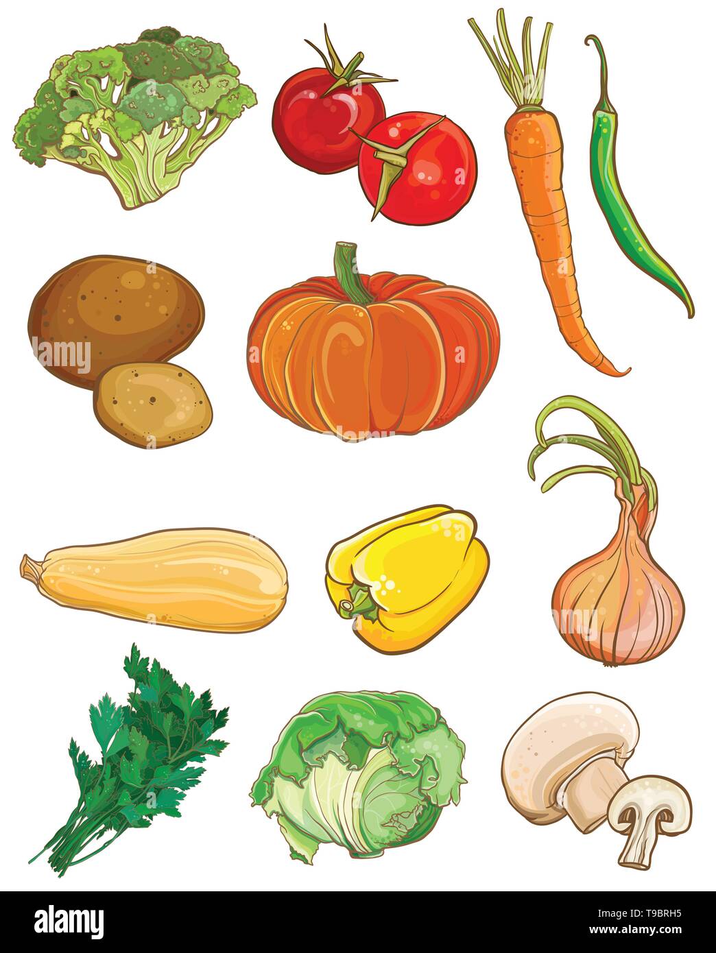 Vector illustration of vegetables: broccoli, tomatoes, carrots, chili ...