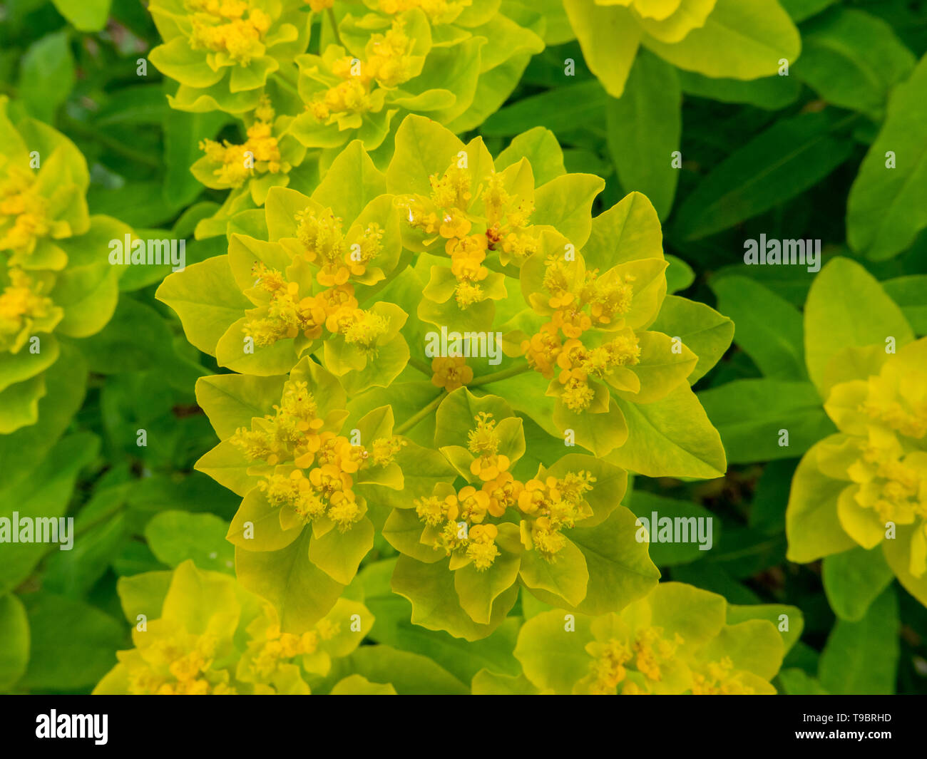 yellow flowers in the garden Stock Photo - Alamy
