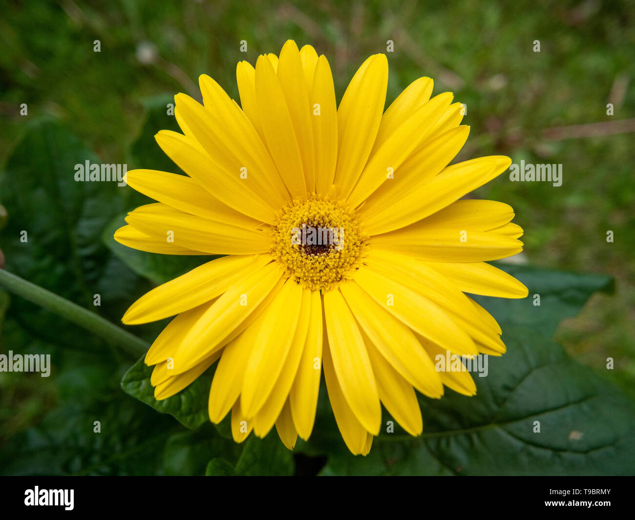 yellow flowers in the garden Stock Photo - Alamy