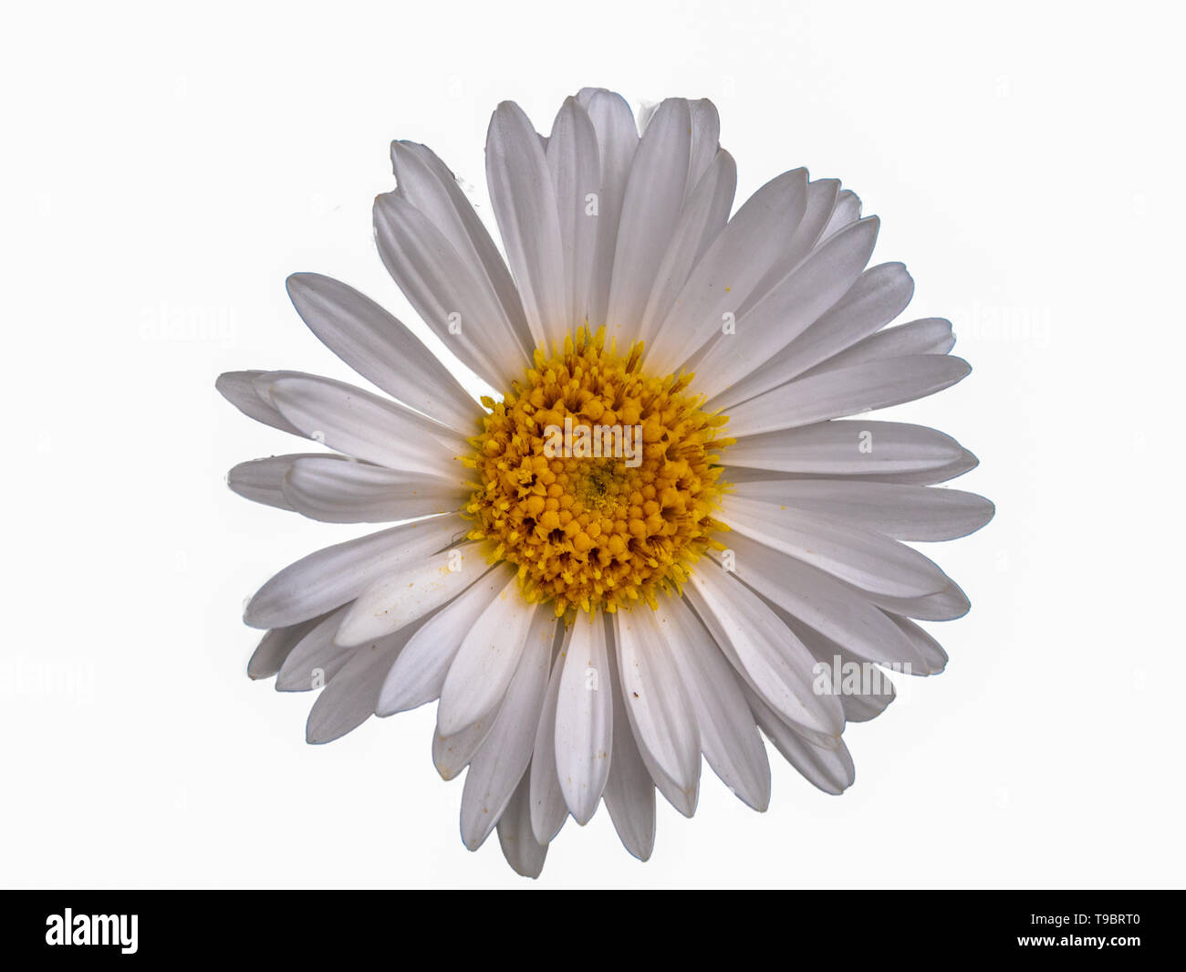 One camomile on green Cut Out Stock Images & Pictures - Alamy