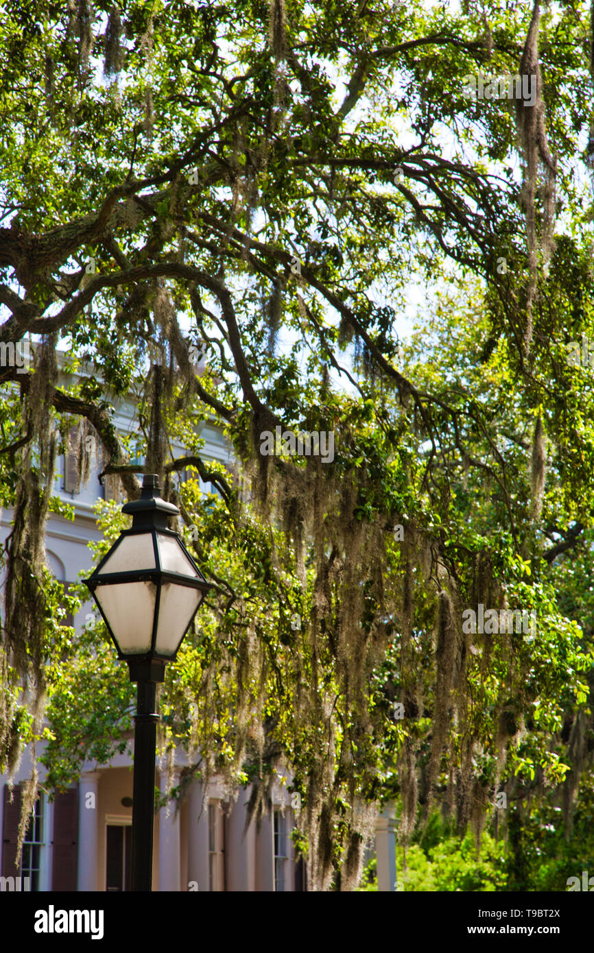 Lamp Post and Spanish Moss Stock Photo - Alamy