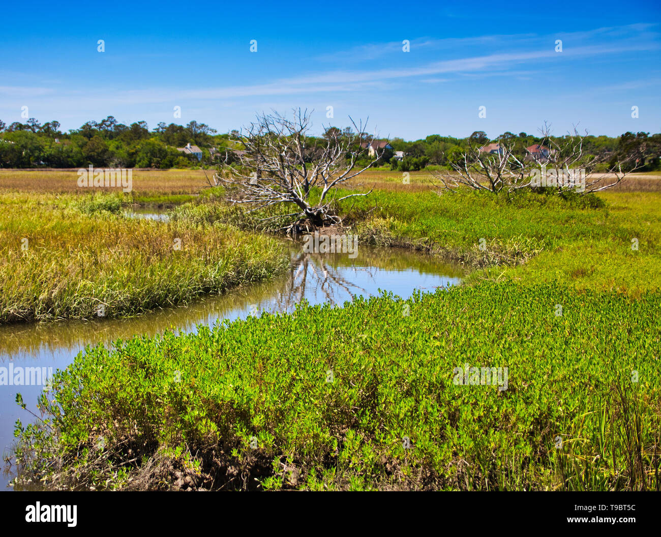 Trees by Wetland River Stock Photo - Alamy