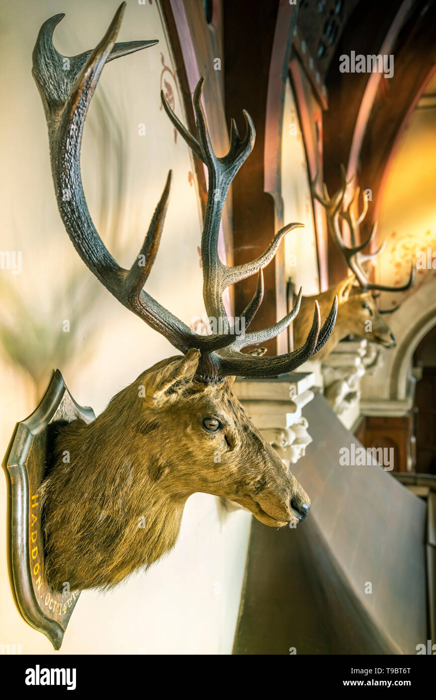 Stag head hi-res stock photography and images - Alamy