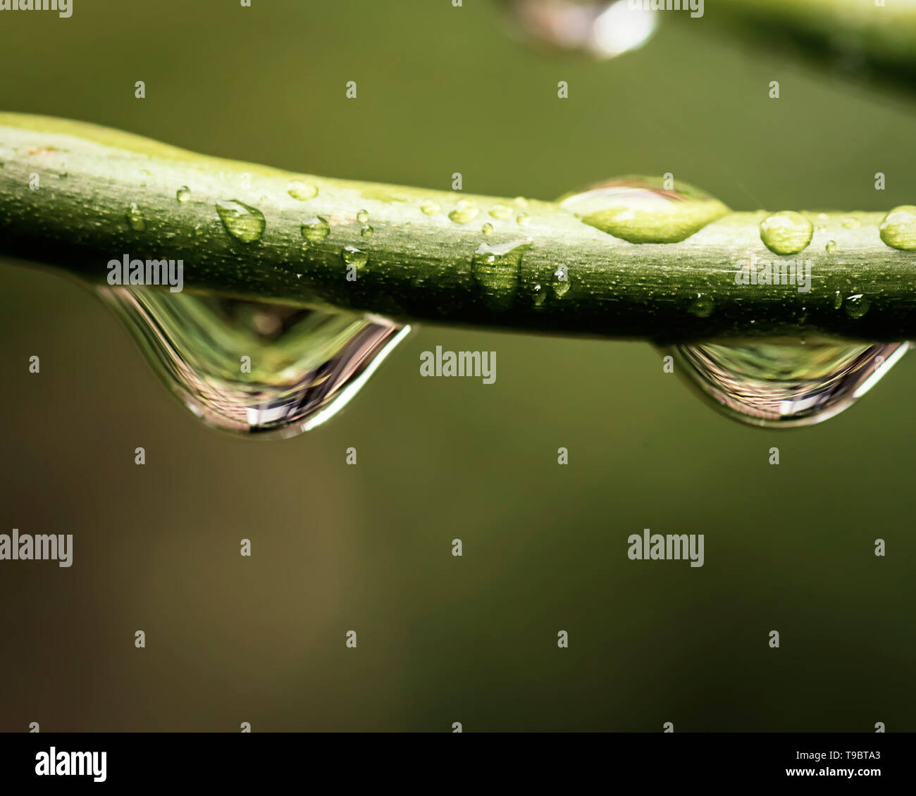 Drops nature hi-res stock photography and images - Alamy