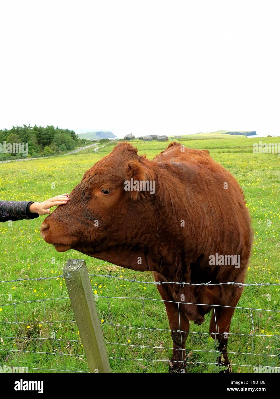 Girl petting cow in a field, Isle of Skye, Scotland Stock Photo - Alamy