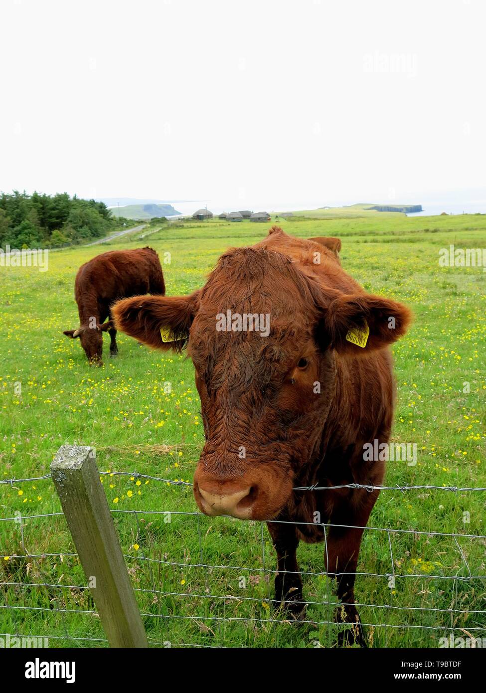 Milk producing animal hi-res stock photography and images - Alamy