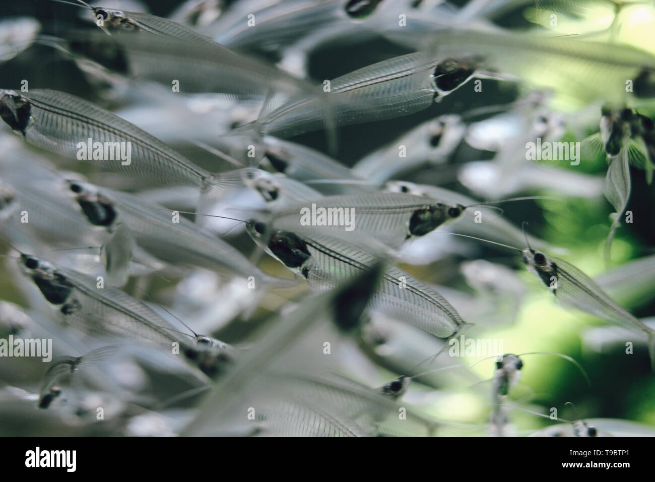 Silver glass catfish closeup in Dubai mall aquarium Stock Photo - Alamy