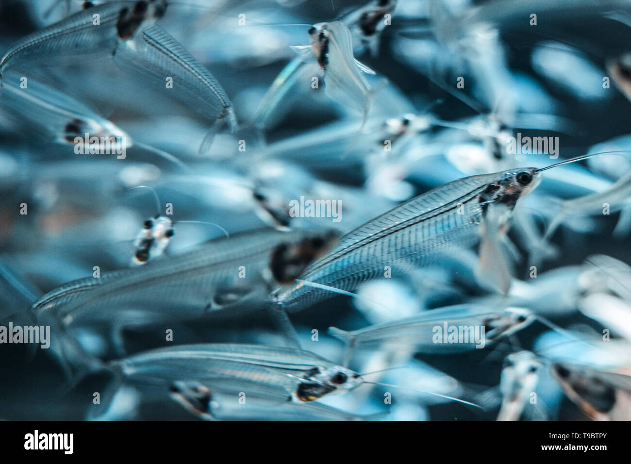 Silver glass catfish closeup in Dubai mall aquarium Stock Photo - Alamy