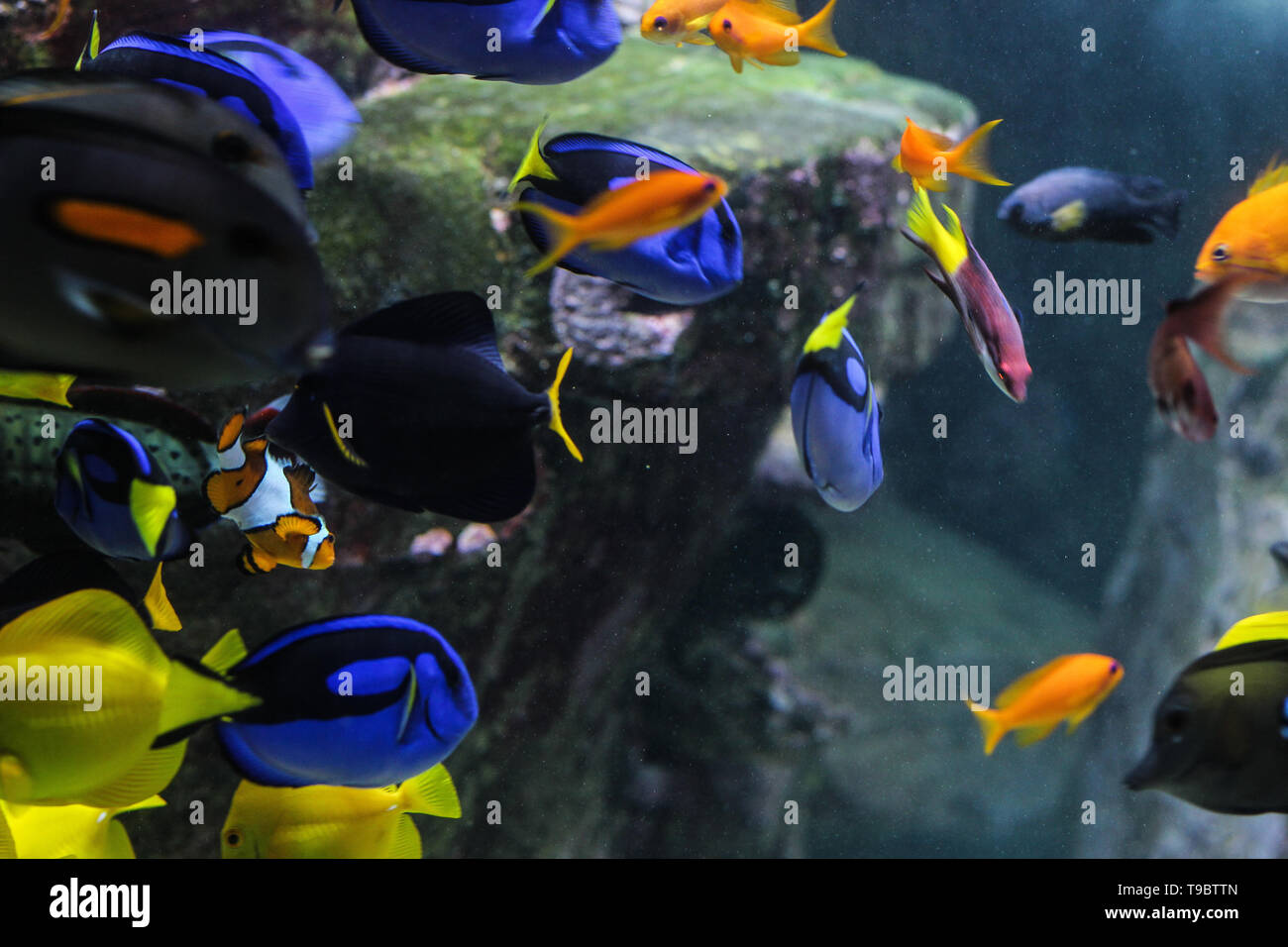 Dory fish closeup or Palette surgeonfish inside coral reefs in the blue ...