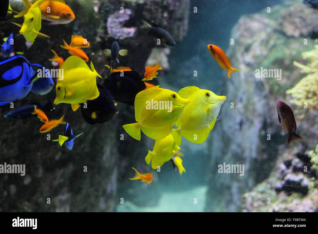 Dory fish closeup or Palette surgeonfish inside coral reefs in the blue ...