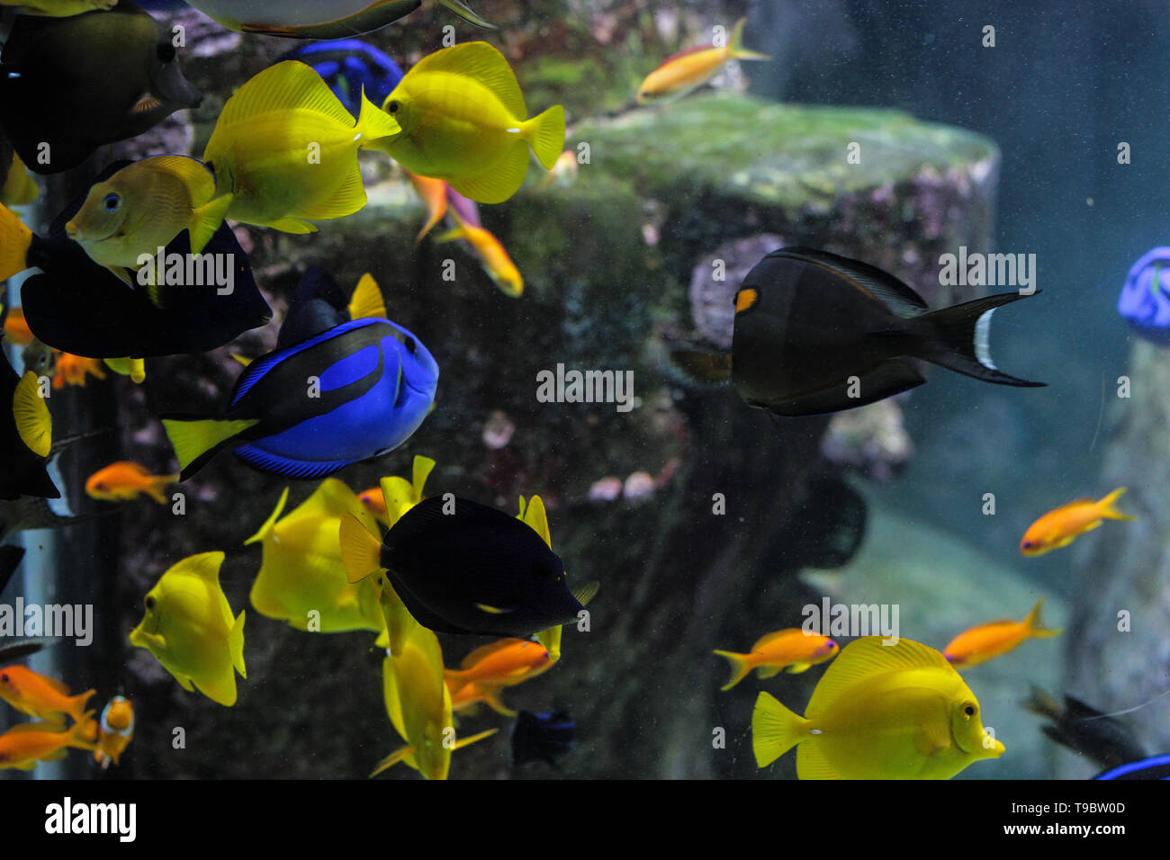 Dory fish closeup or Palette surgeonfish inside coral reefs in the blue ...