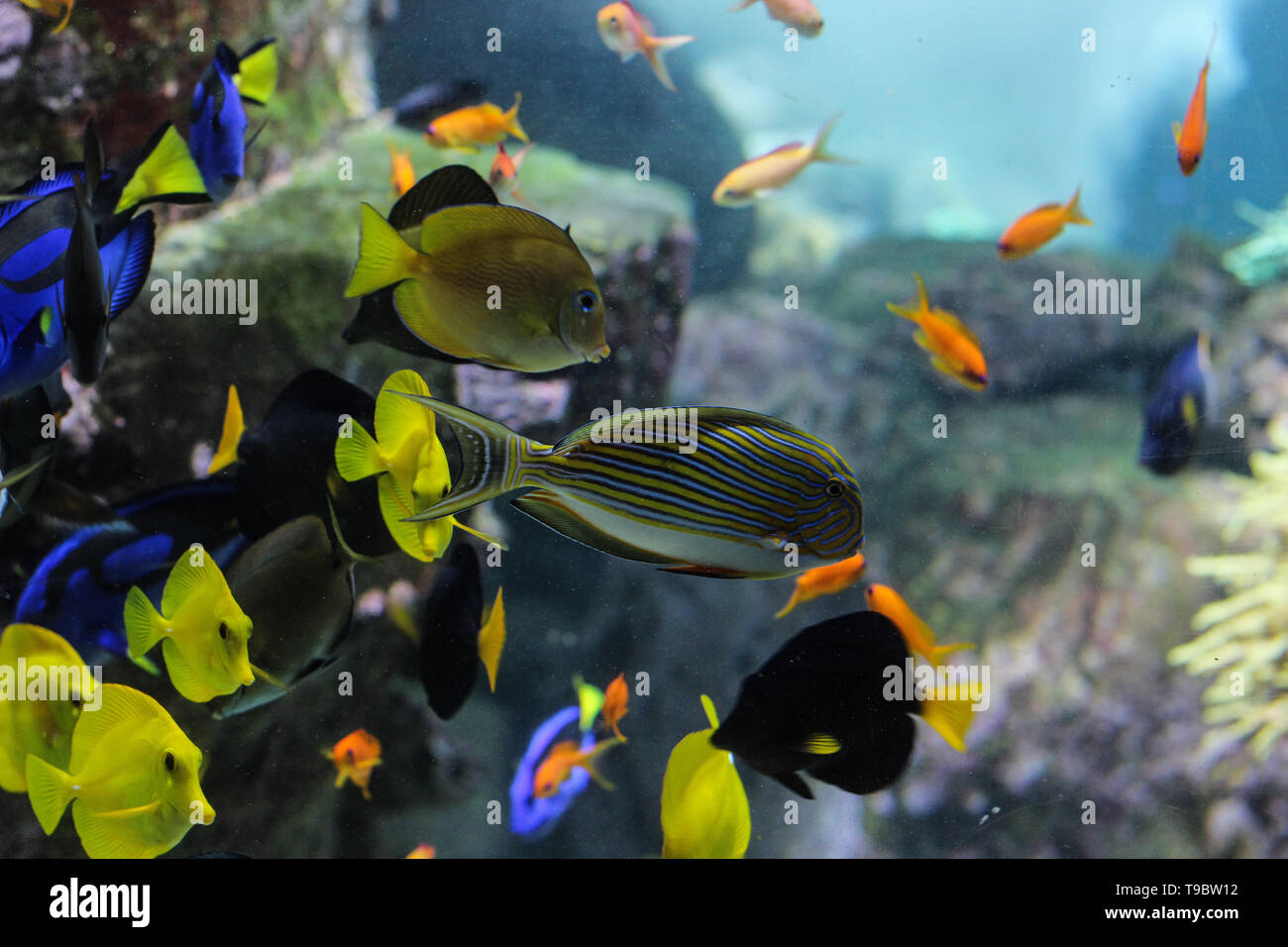 Yellow dory hi-res stock photography and images - Alamy