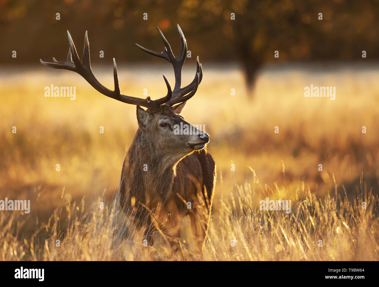 Red deer stag at sunset hi-res stock photography and images - Alamy