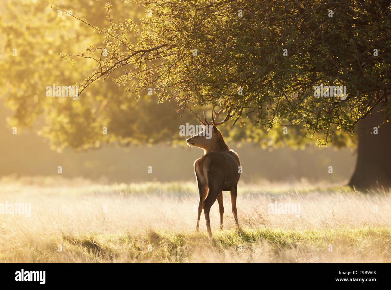 Deer under tree hi-res stock photography and images - Alamy