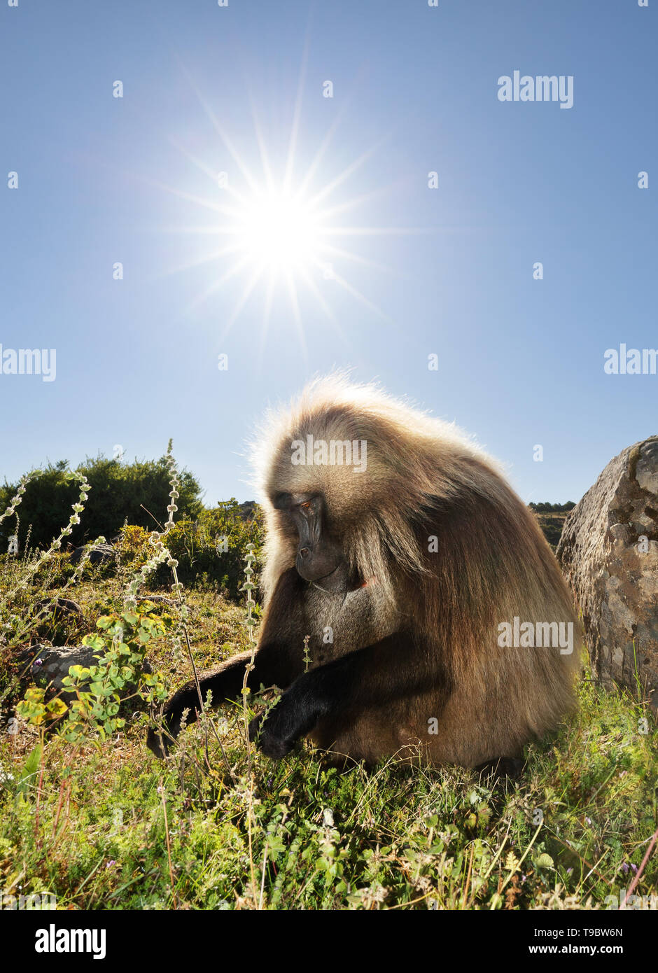 Backlit monkey hi-res stock photography and images - Alamy