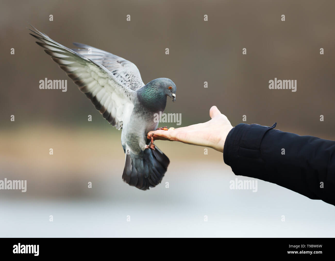 Pigeon landing hi-res stock photography and images - Alamy