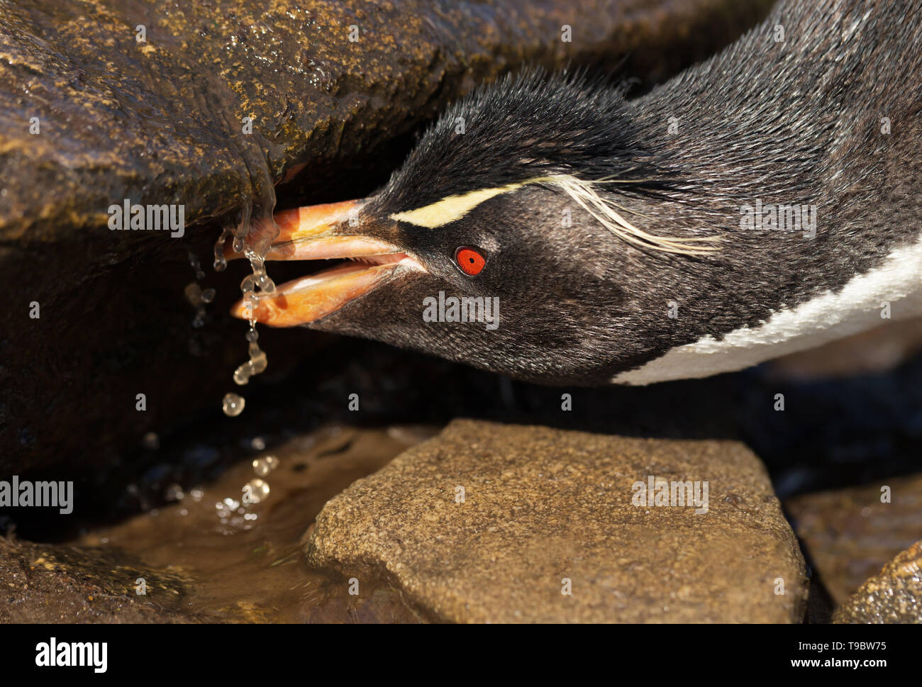 Penguin drinking drink thirsty hi-res stock photography and images - Alamy